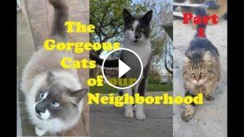 The Gorgeous Cats of our Neighborhood – Part 1.