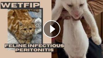 FIP (Feline Infectious Peritonitis) in cats:Complete guide and New ...