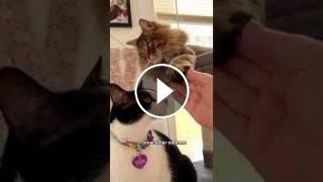 Spend a day in the life of The 3 Southern Talking Cats! What they ...