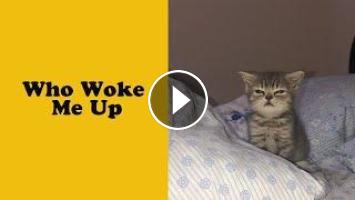 50 Hands Down Funniest Pics Of Cats From The ‘Cat Virus Exe’ Page